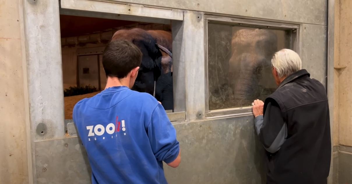 U zoološkom vrtu u Cirihu uginula još jedna beba slon - uzivo24