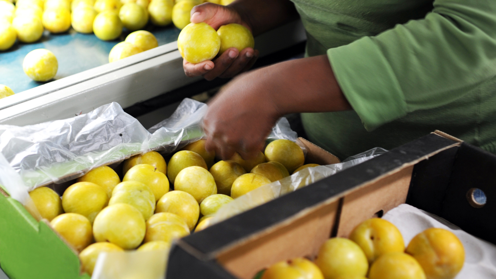 Ranik-ca za pakovanje voća i povrća - uzivo24