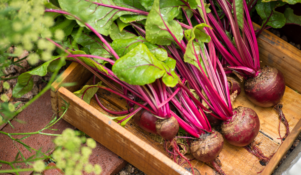 Višestruki benefiti cvekle:Da li ste znali da je cvekla toliko zdrava ...