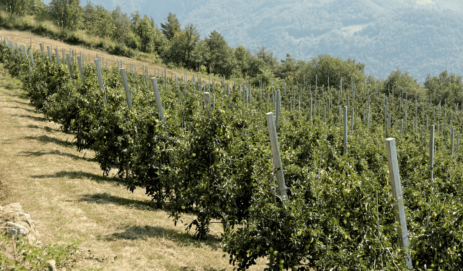 Otvorena rekordna plantaža organskih jabuka u Srbiji: Značajan korak ka ...