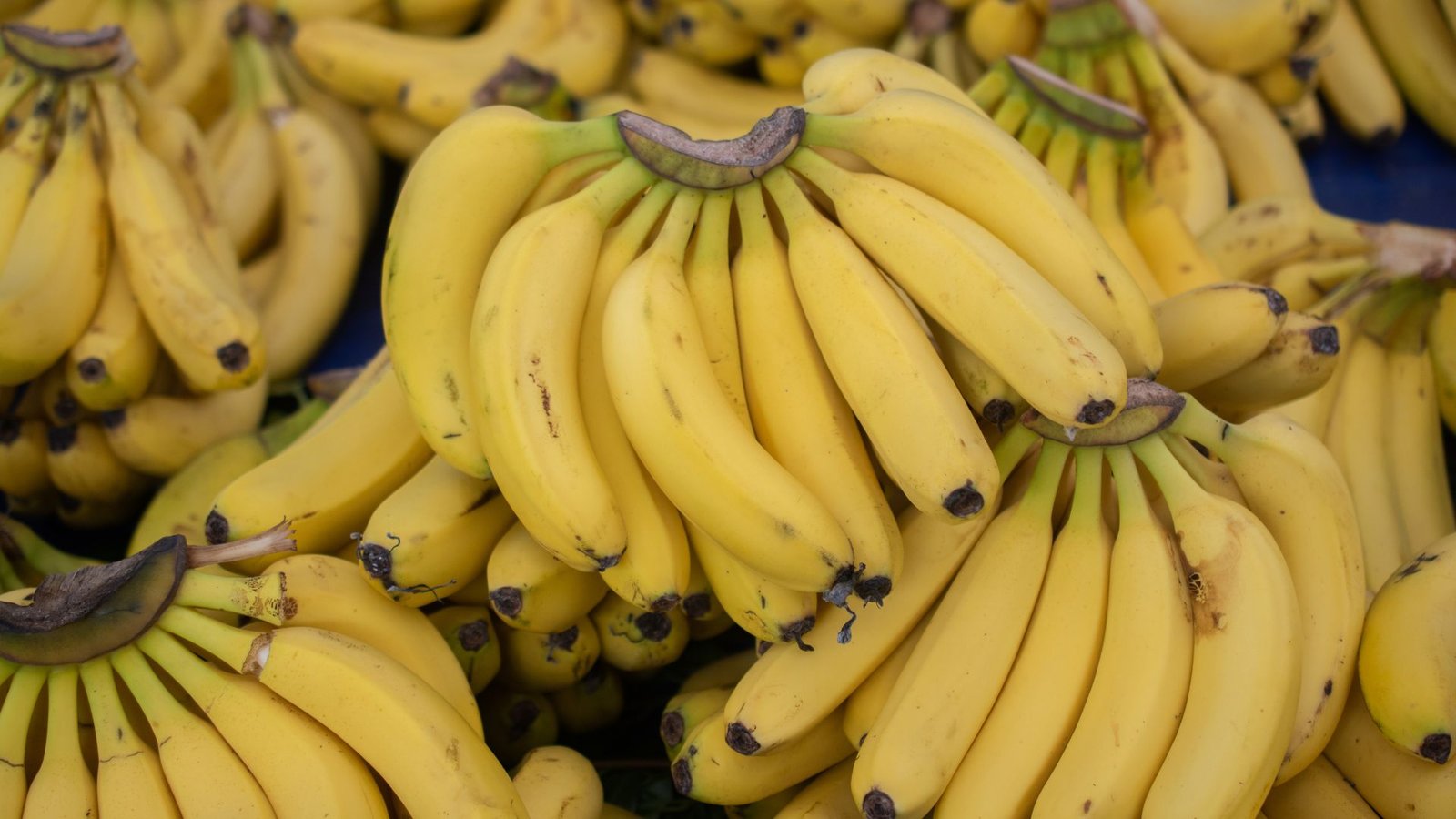 Banane: Voćka koja je zapravo bobičasto voće - uzivo24