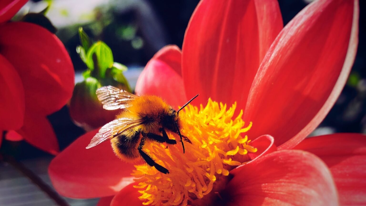 Bumbari: Otkrivena neverovatna sposobnost koja bi mogla spasiti život ...