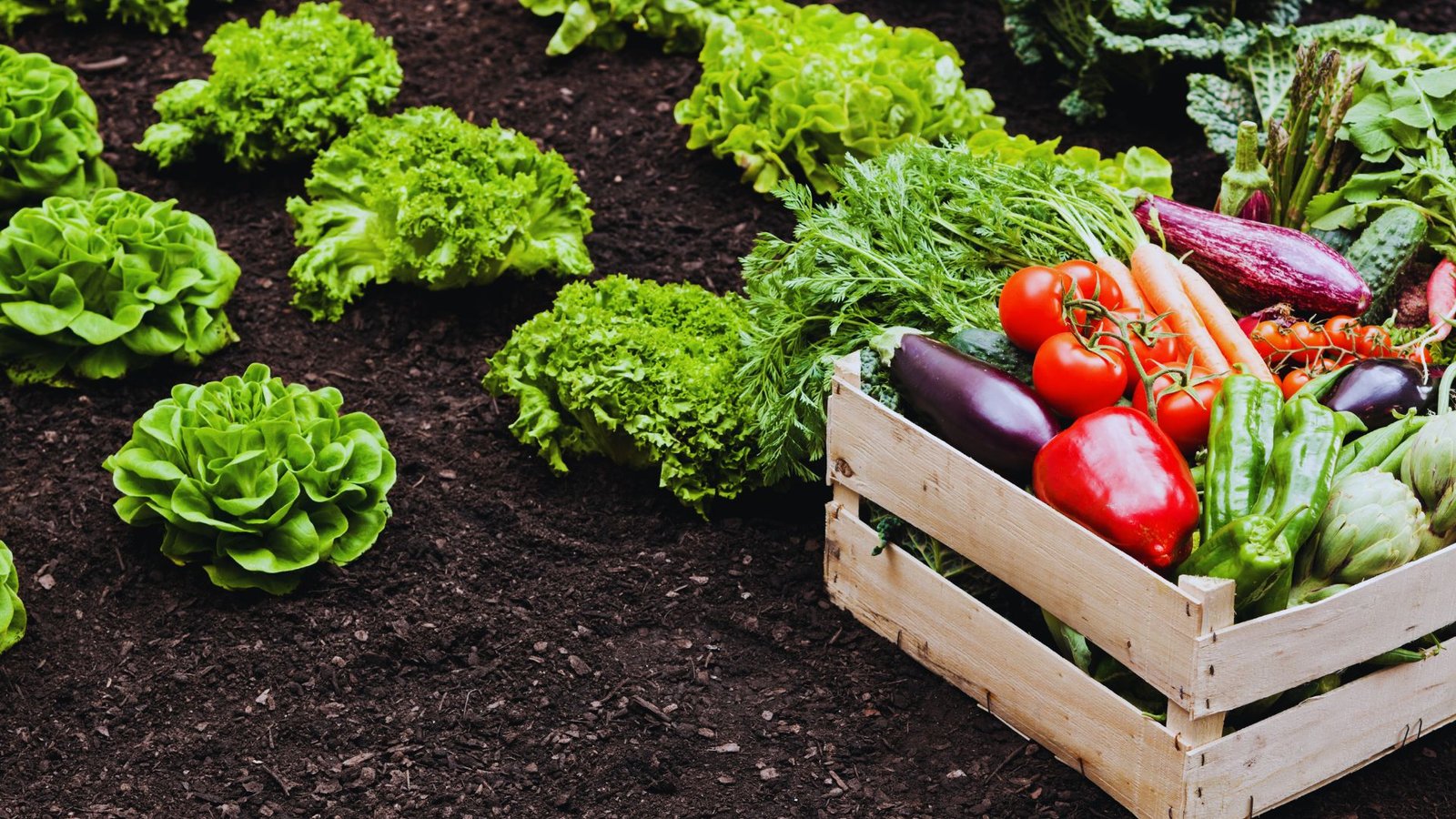 Privreda i poljoprivreda u Srbiji: Aktuelna stanja i izazovi - uzivo24